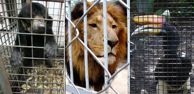 E.A.S | Lunatic Asylum